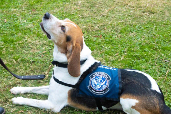 11 Best Service Dogs To Assist People With Physical Disabilities - HubPages