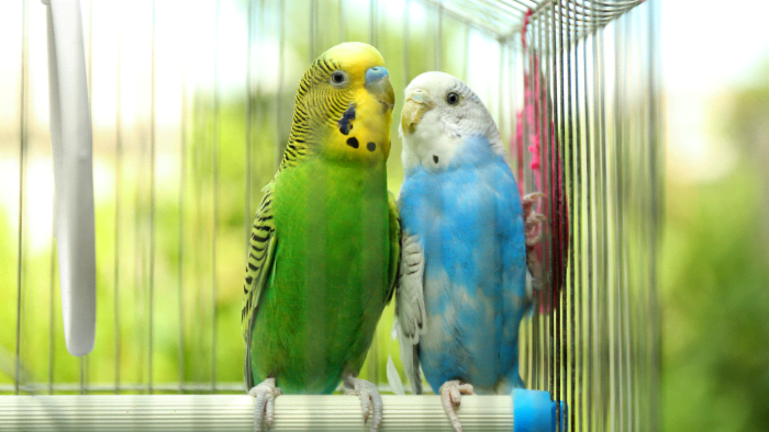 20 Indoor Plants That Are Safe for Pet Birds (With Pictures) - HubPages