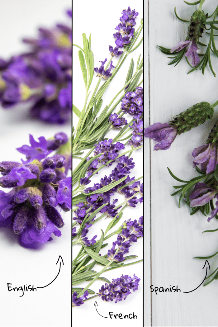 How to Successfully Grow Lavender and Keep it Thriving - HubPages