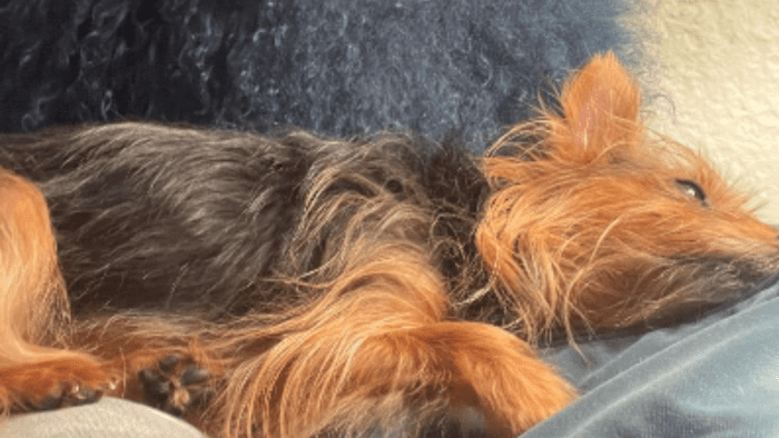 Yorkshire Terrier Biting: Body Language, Causes and Ways to Reduce It ...