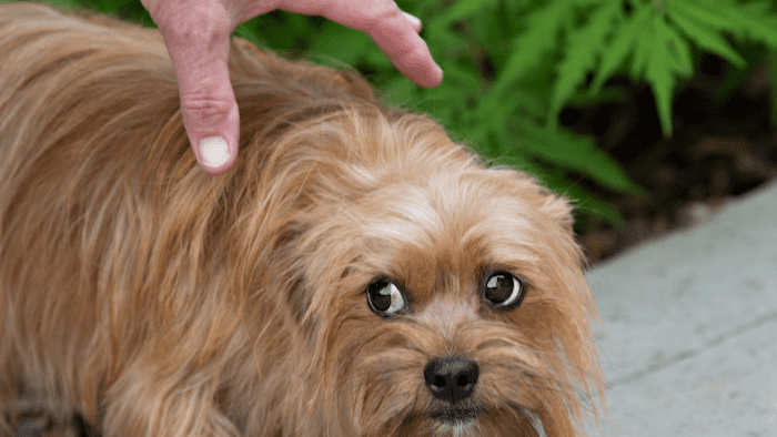 Yorkshire Terrier Biting: Body Language, Causes and Ways to Reduce It ...