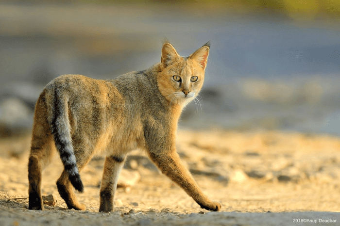 15 Most Endangered Small Cat Breeds That May Go Extinct - HubPages