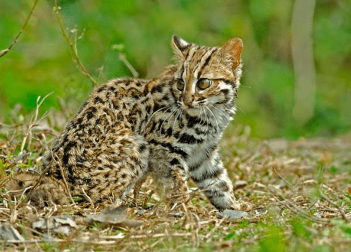 15 Most Endangered Small Cat Breeds That May Go Extinct - HubPages