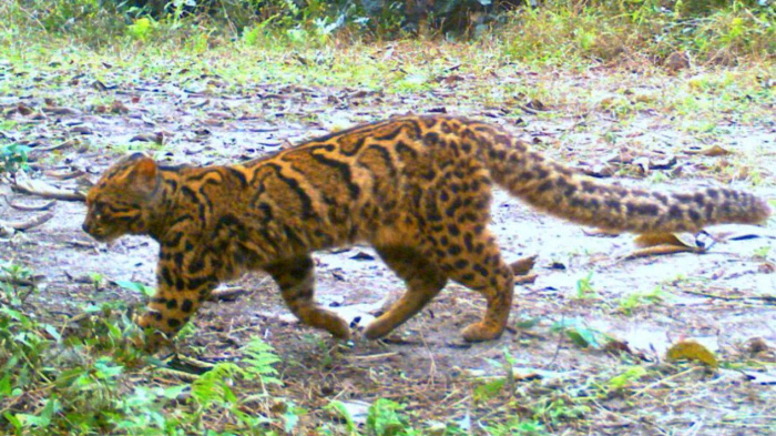 15 Most Endangered Small Cat Breeds That May Go Extinct - HubPages