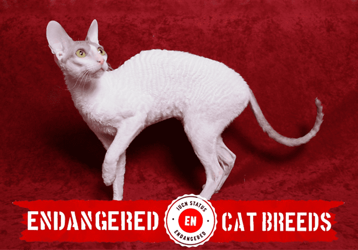 15 Most Endangered Small Cat Breeds That May Go Extinct - HubPages