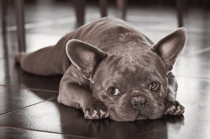 Why Is My Dog Shaking? 17 Causes, First Aid Tips, and Treatment - HubPages