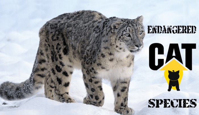 Endangered Big Cats That May Go Extinct - HubPages