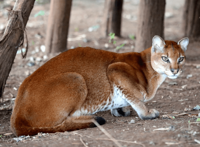 Endangered Big Cats That May Go Extinct - HubPages