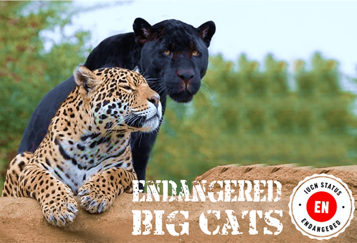 Endangered Big Cats That May Go Extinct - HubPages