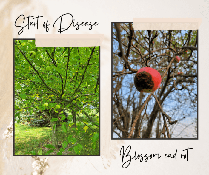 Taking Care of Apple Trees as a Beginner - HubPages