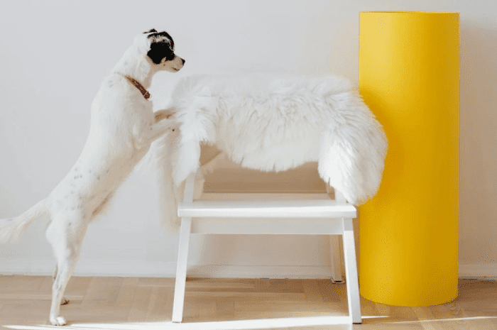 Dog Astrology: Your Pet's Zodiac Sign & Personality Traits - HubPages