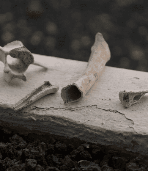 Honoring the Ancestors: "The Bones Fall in a Spiral" Empowers ...