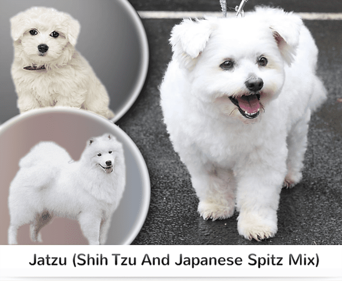 15 Most Popular Shih Tzu Mixed Dog Breeds - HubPages