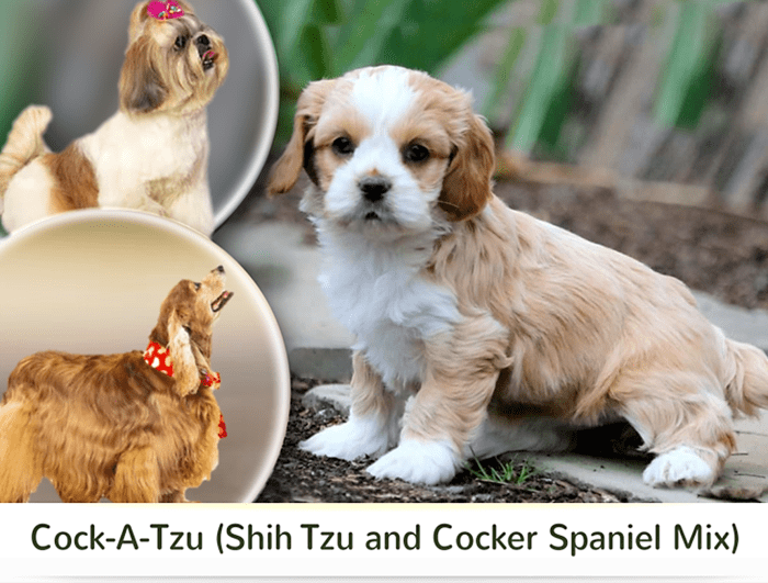 15 Most Popular Shih Tzu Mixed Dog Breeds - HubPages