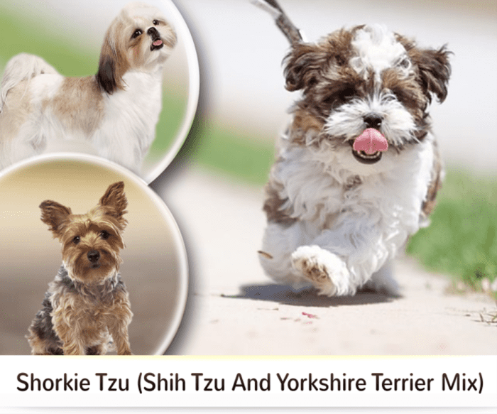15 Most Popular Shih Tzu Mixed Dog Breeds - HubPages