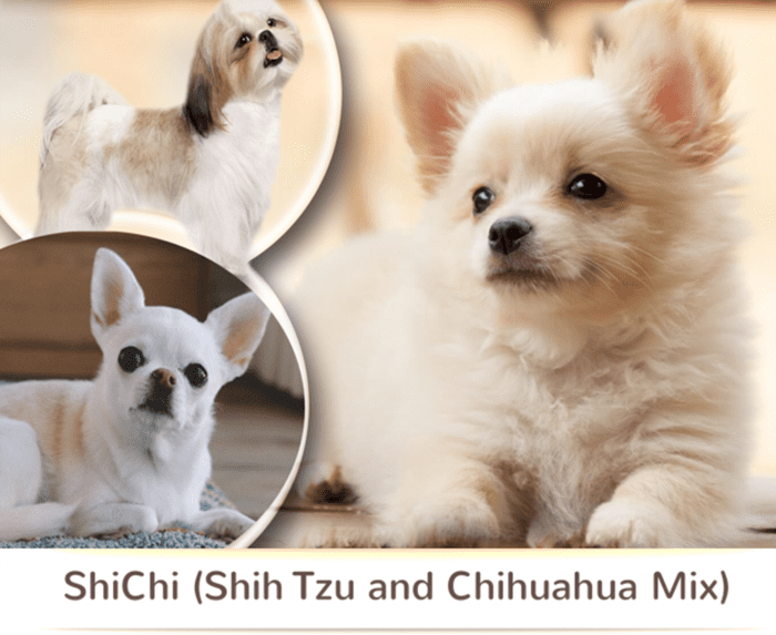 15 Most Popular Shih Tzu Mixed Dog Breeds - HubPages
