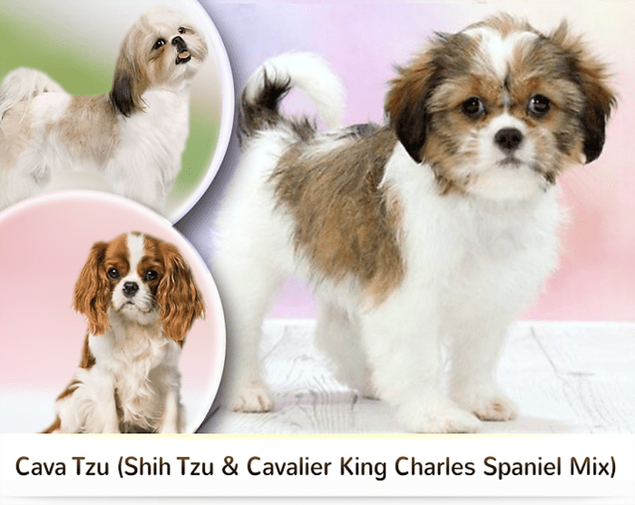 15 Most Popular Shih Tzu Mixed Dog Breeds - HubPages