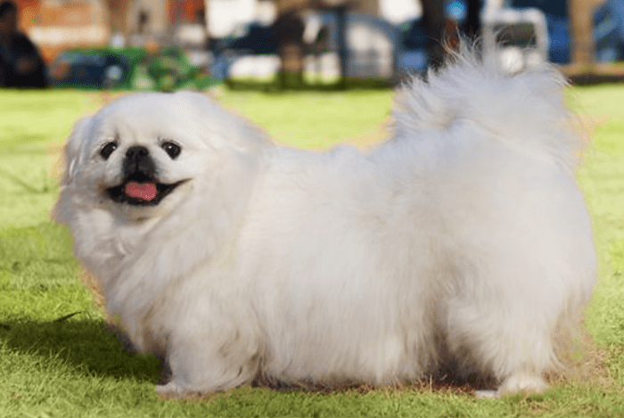 15 Most Popular Shih Tzu Mixed Dog Breeds - HubPages
