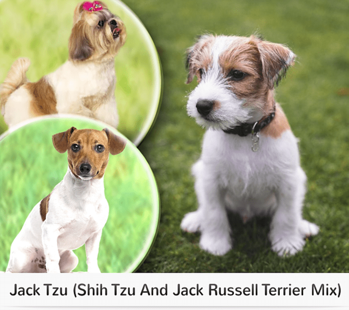 15 Most Popular Shih Tzu Mixed Dog Breeds - HubPages