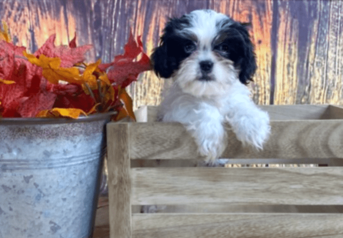 15 Most Popular Shih Tzu Mixed Dog Breeds - HubPages