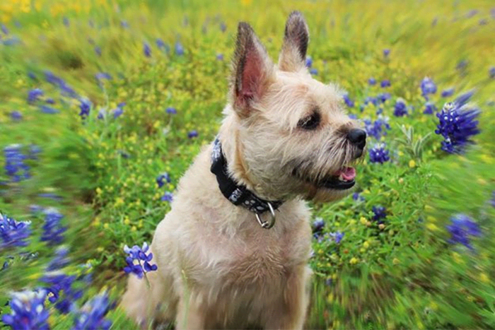 15 Most Popular Shih Tzu Mixed Dog Breeds - HubPages