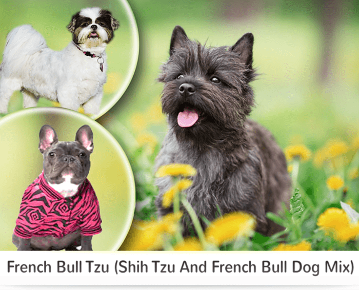 15 Most Popular Shih Tzu Mixed Dog Breeds - HubPages