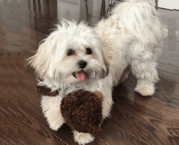 15 Most Popular Shih Tzu Mixed Dog Breeds - HubPages