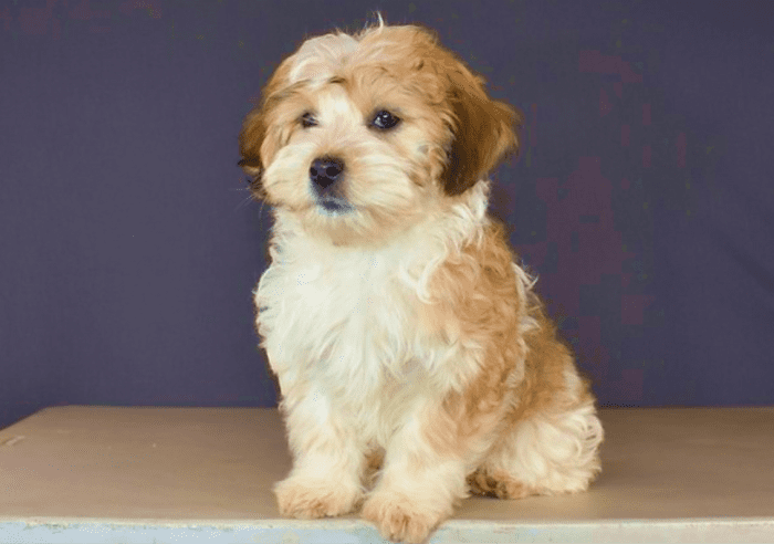 15 Most Popular Shih Tzu Mixed Dog Breeds - HubPages