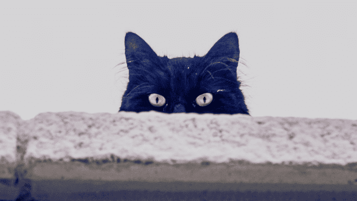 A Guide to Cat Superstitions, Omens, and Signs - HubPages