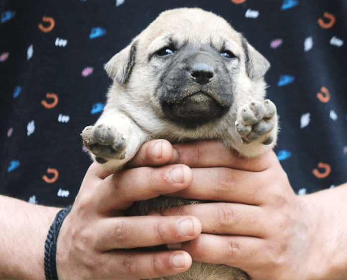 15 Dog Breeds That Bring Good Luck - HubPages