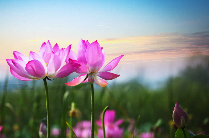 11 Hindu Vastu Plants That Attract Wealth - HubPages