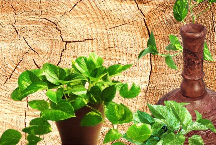 11 Hindu Vastu Plants That Attract Wealth - HubPages