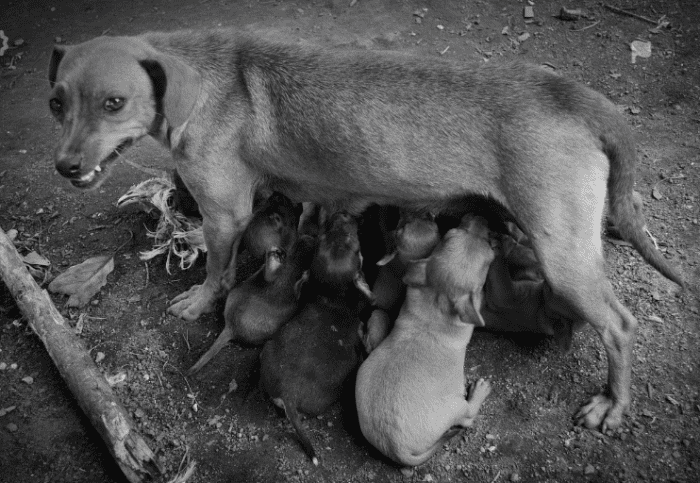 Understanding Dog Maternal Aggression - HubPages