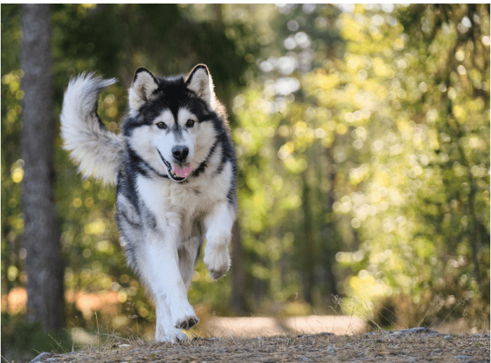 Does Moving Stress Out Dogs? 8 Tips for a Smoother Transition - HubPages