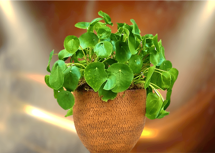 15 Chinese Feng Shui Plants That Attract Money - HubPages