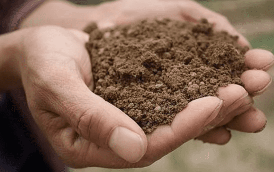 Is the Soil Made up of Hundreds of Billions of Decaying Human Bodies ...