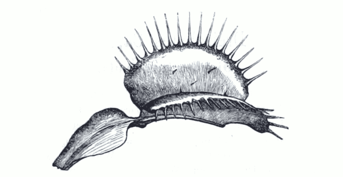 "Evil Roots: Killer Tales of the Botanical Gothic" edited by Daisy ...