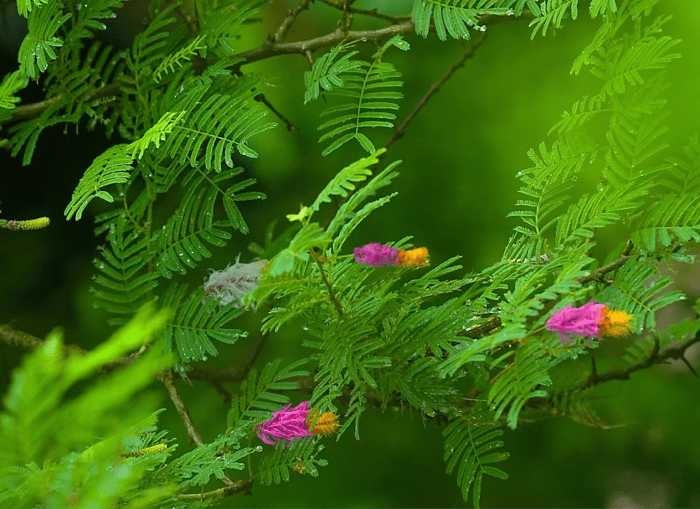 5 Sacred Trees That Are Worshiped in India - HubPages