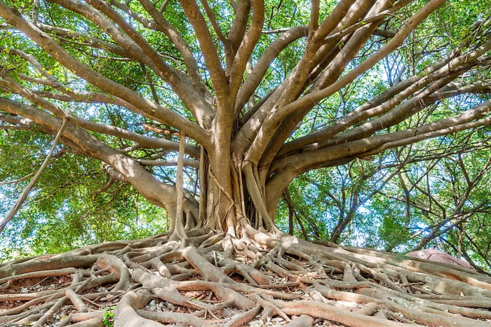 5 Sacred Trees That Are Worshiped in India - HubPages