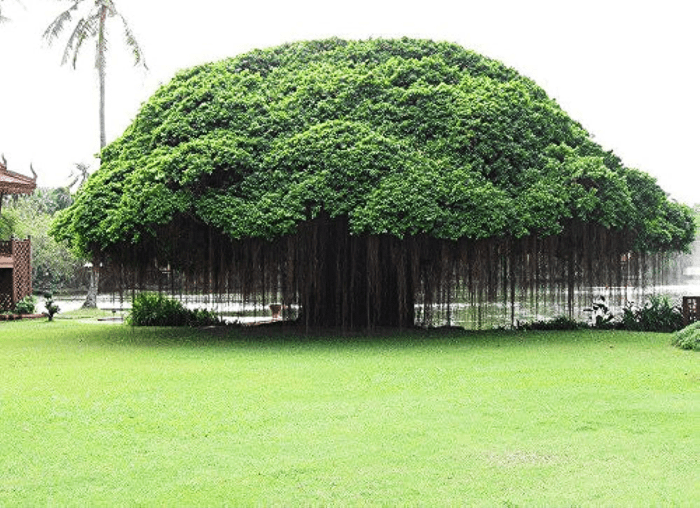 5 Sacred Trees That Are Worshiped in India - HubPages