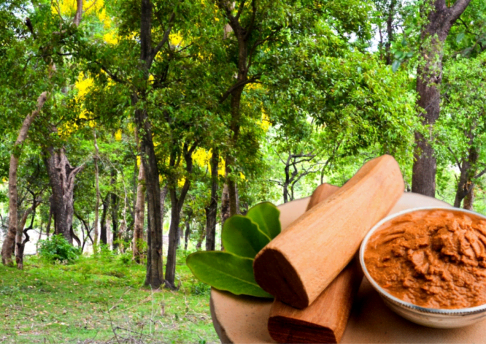 12 Sacred Trees In India That Have Religious Significance In Hinduism ...