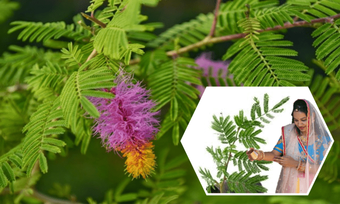 12 Sacred Trees In India That Have Religious Significance In Hinduism ...