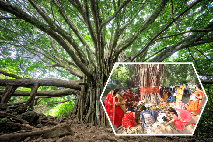 12 Sacred Trees In India That Have Religious Significance In Hinduism ...