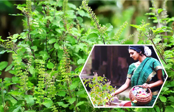 12 Sacred Trees In India That Have Religious Significance In Hinduism ...