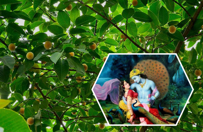 12 Sacred Trees In India That Have Religious Significance In Hinduism ...