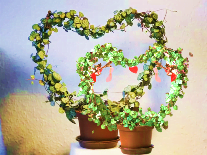 11 Indoor Plants That Attract Love In Your Life - HubPages