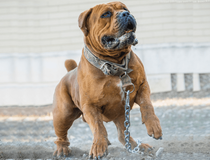 Top 15 Muscular Dog Breeds - HubPages