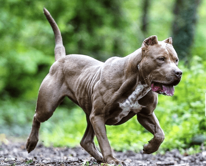 Top 15 Muscular Dog Breeds - HubPages