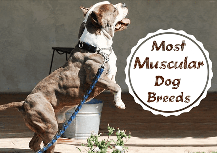 Top 15 Muscular Dog Breeds - HubPages