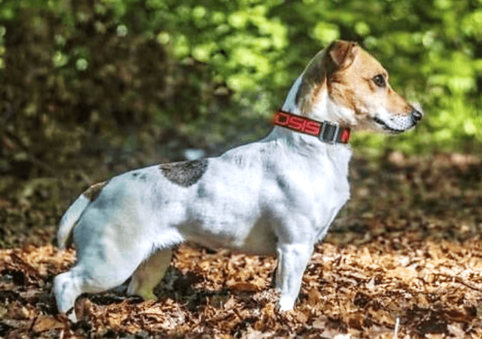 Top 15 Muscular Dog Breeds - HubPages